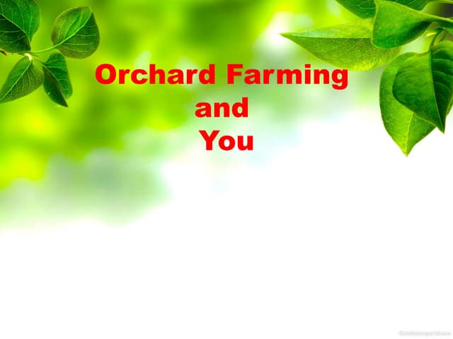 AGRI 6 ORCHARD PLANNING AND LAYOUT.pptx