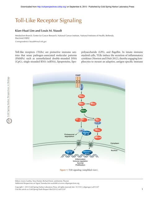 Toll like receptors in periodontology | PPTX | Genetics | Science