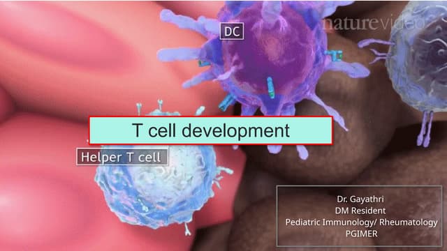 T cell development, maturation, activation and differentiation | PPTX