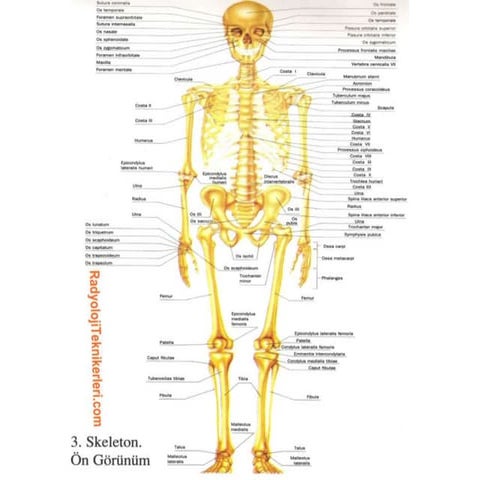 Tüm iskelet | PPTX