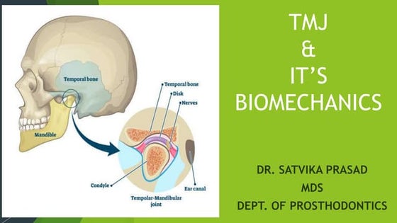 Anatomy of TMJ | PDF