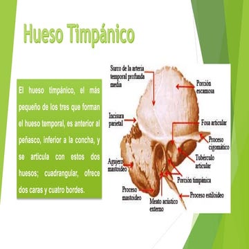 Hueso timpánico | PPTX