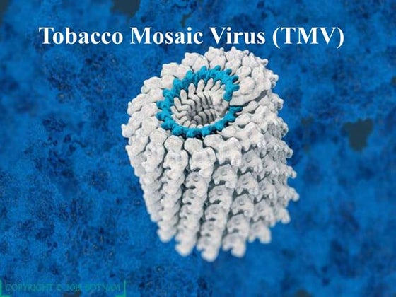 5. Tobacco mosaic virus | PPTX | Chemistry | Science