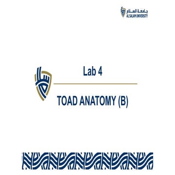 toad anatomy 2 elsalam.pptx mmmmmmmmmmmmm | PPT
