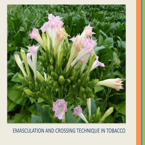Tobacco | PPT