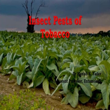 Tobacco | PPTX