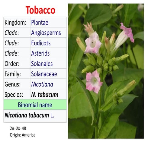 Tobacco | PPT
