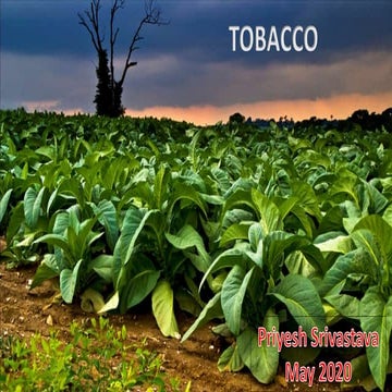 Tobacco final introduction cigar cigarette history | PPTX