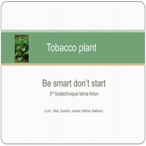 Tobacco plantppt | PPTX