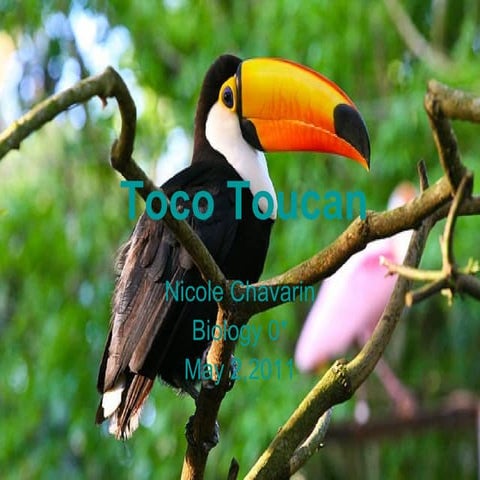 Toco toucan powerpoint Nicole Chavarin | PPT