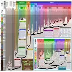 Tree of Life poster | PDF | Gardening | Home & Garden