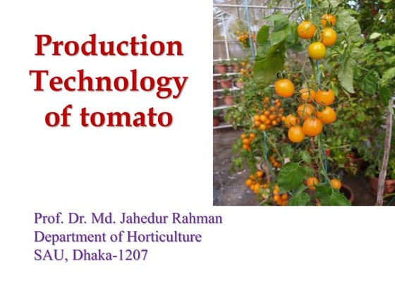 Tomato ppt | PPT