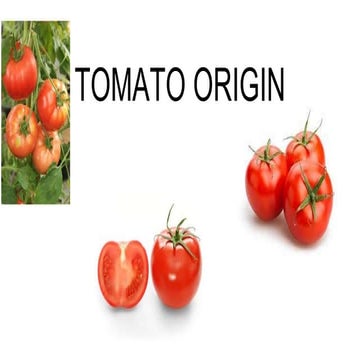 Tomato origin | PPTX