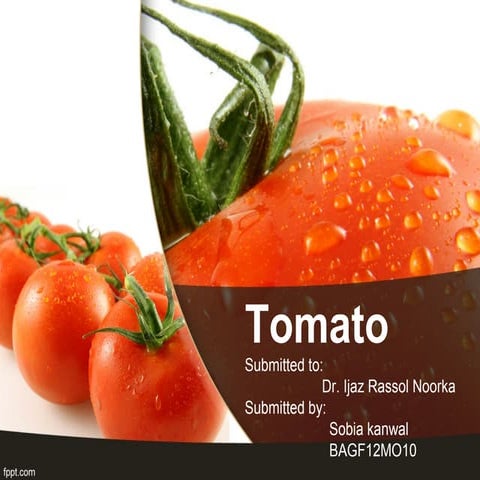 Tomato ppt | PPT