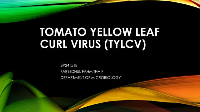 Leaf Curl Of Tomato Pptx 3446