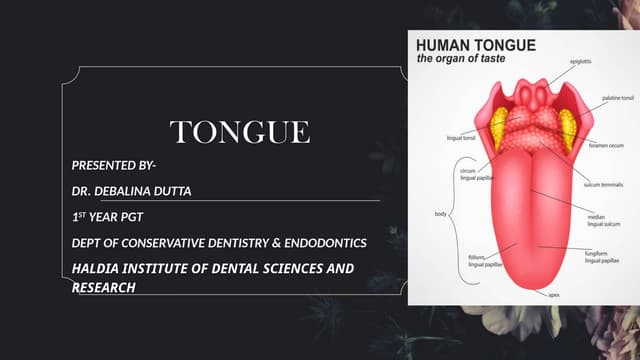Anatomy of the tongue | PPT