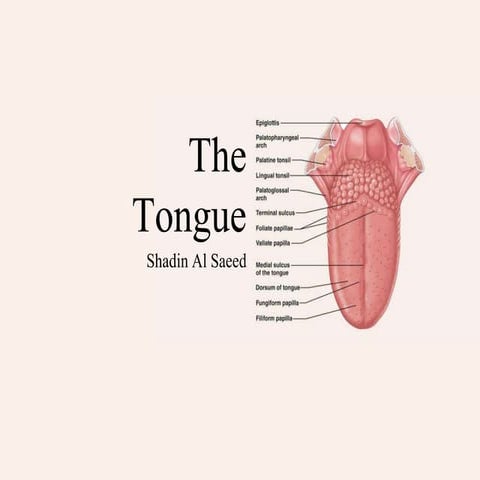 The Tongue | PPTX
