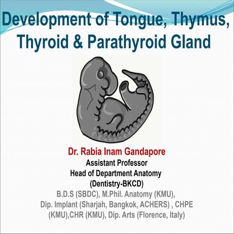 Development of Thyroid Gland (Special Embryology) | PPS