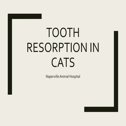 Tooth Resorption in Cats | PPT