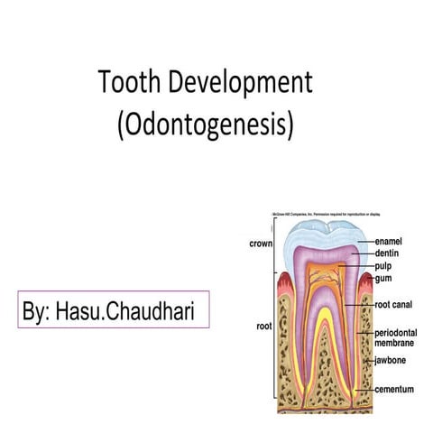 Tooth development for the embryology.. | PPT