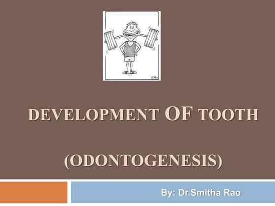 Development of tooth | PPTX | Dental Health | Diseases and Conditions