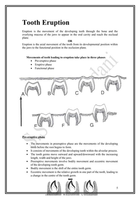 Eruption & Shedding of Deciduous TEETH | PDF