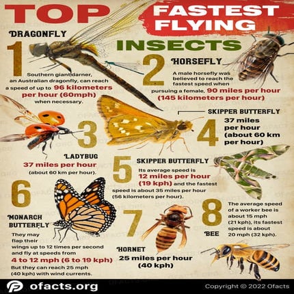 7 fastest flying insects in the world