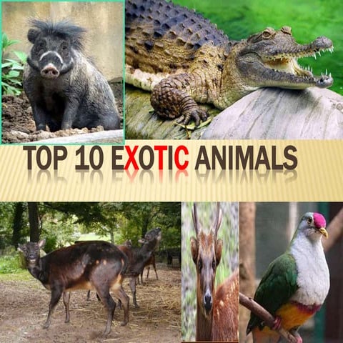 Top 10 exotic animals | PPTX