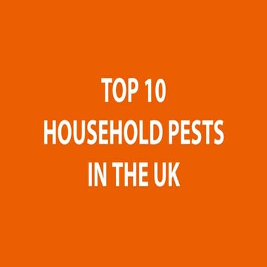 Top 10 Household Pests in the UK | PDF