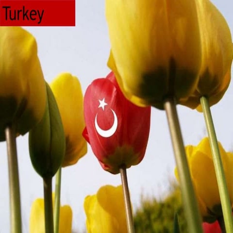 Top 10 Turkey3 E+ | PPTX
