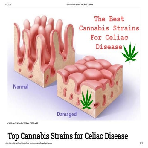 Top Cannabis Strains for Celiac Disease | PDF