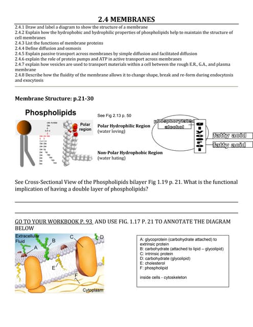Cell membrane
