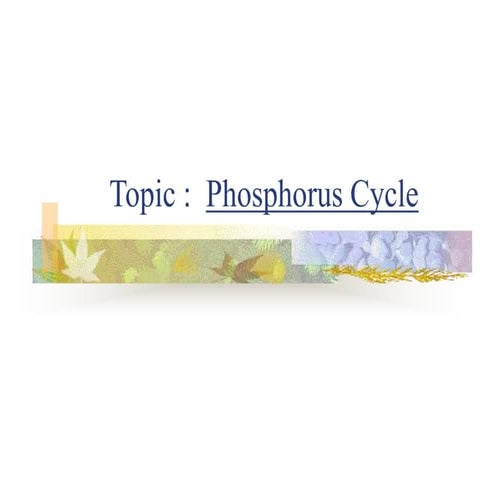 Phosphorus cycle | PPT