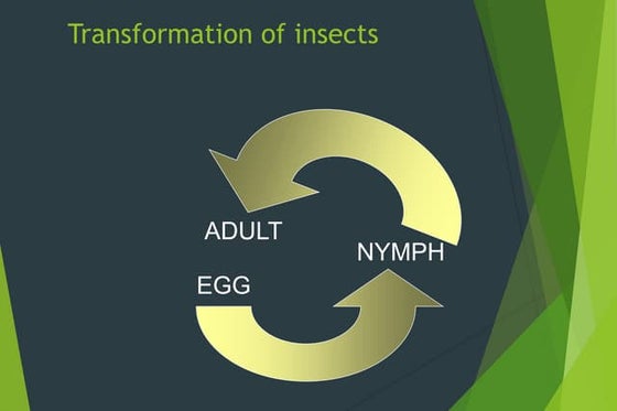 Metamorphosis in insects ppt.pptx | Biological Sciences | Science