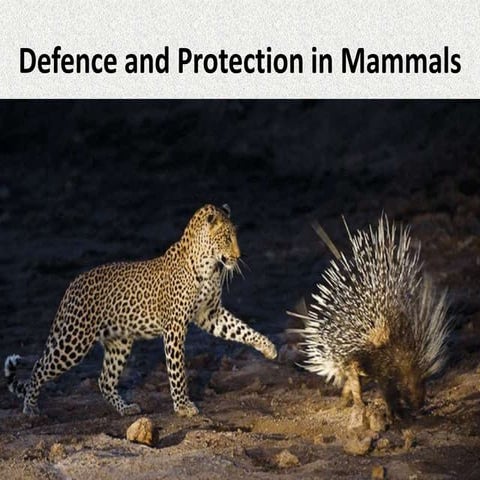 Defence and Protection in Mammals.pptx
