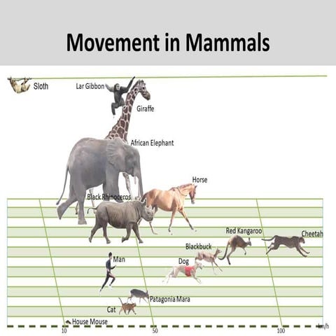 Movement in Mammals.pptx