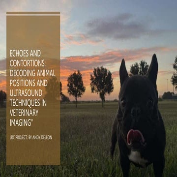 Equine Radiography: Positioning Techniques & Tips for Acquiring Good ...