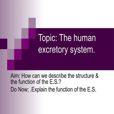Excretion.pptx