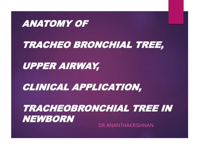 Anatomy of airway | PPT