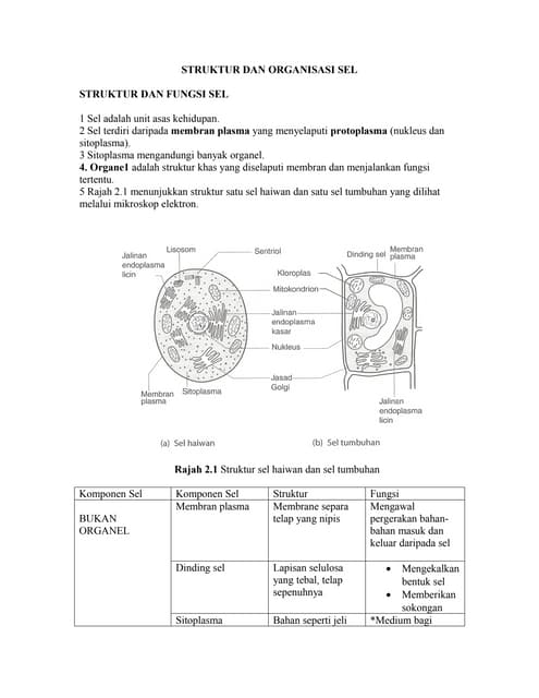Topik 5 pembahagian sel | DOC