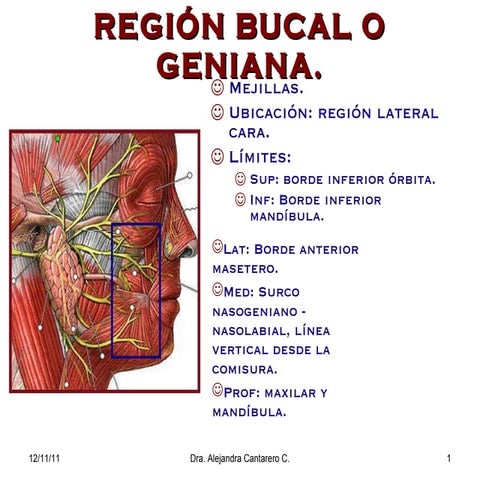 ANATOMIA - Region Cigomatica | PDF