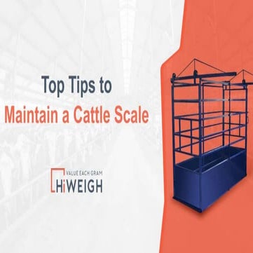 Top Tips to Maintain a Cattle Scale.pptx | Large Animals | Pets