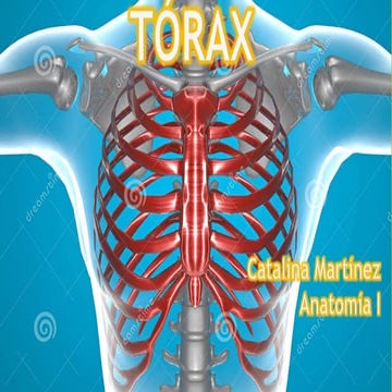 Anatomía-tórax para estudiantes de medicina | PDF