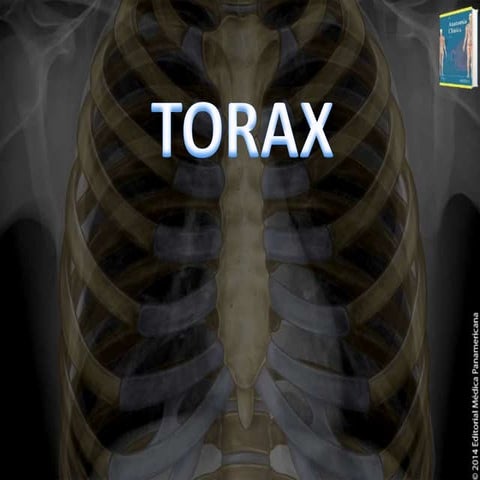 Torax - Anatomía de tórax | PPTX