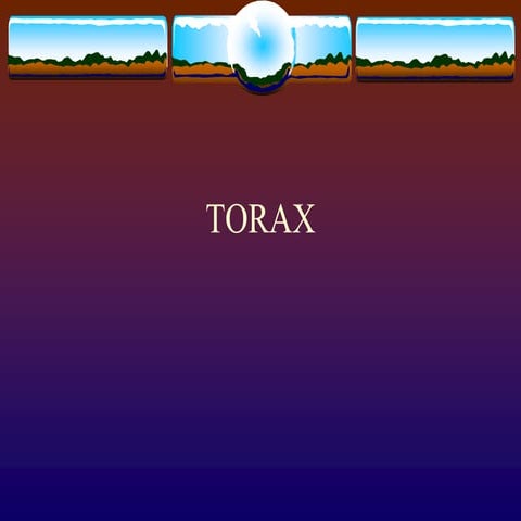 Anatomía-tórax para estudiantes de medicina | PDF