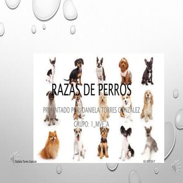 Razas de perros | PPTX