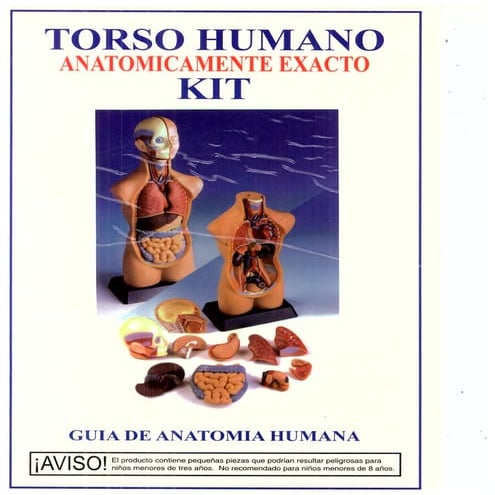 Torso humano | PDF