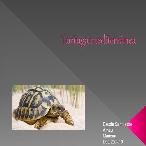 Tortuga | PPTX