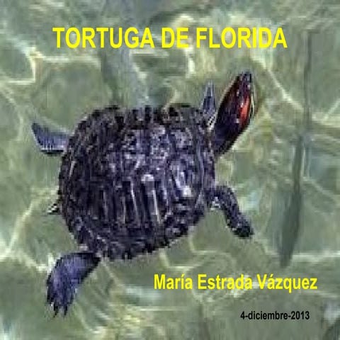 Tortuga de florida maría e. | PPT