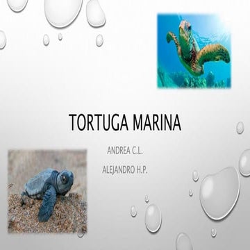 Grupo 2 Tortuga Verde | PPT